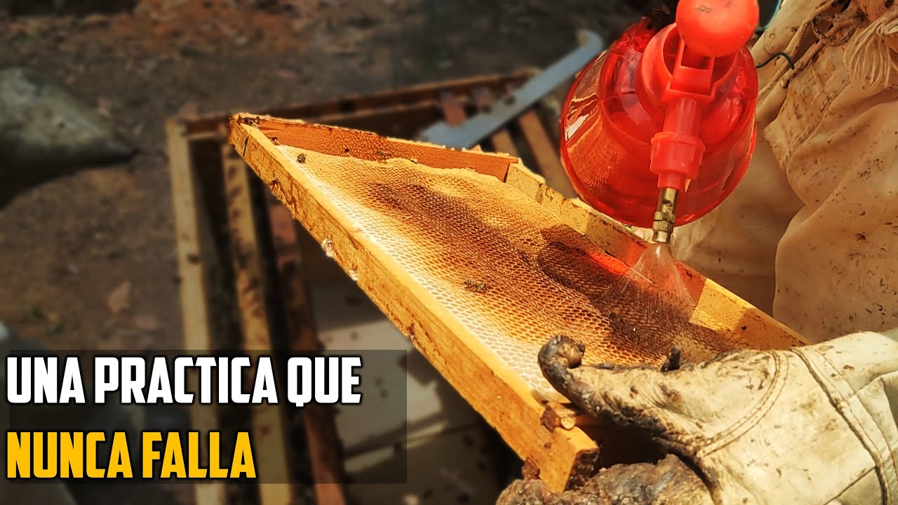 🐝 ASI REVISAMOS Y LE DAMOS MANEJO A NUESTRAS COLMENAS DE ABEJA | APICULTURA | REVISION DE COLMENAS