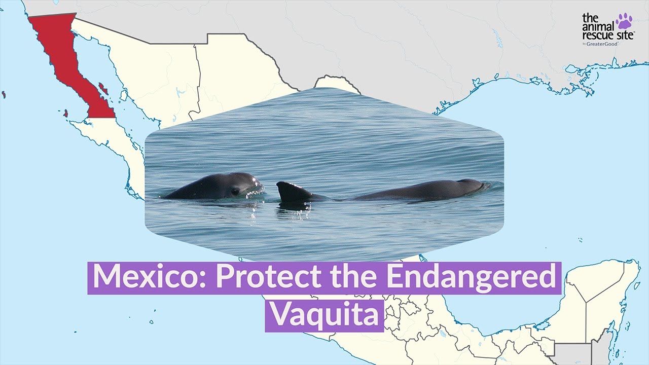 Mexico: Protect the Endangered Vaquita