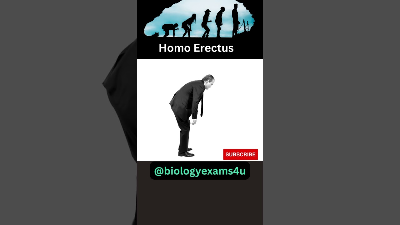 Stages of Human Evolution