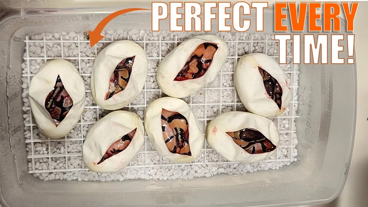 BEST WAY To INCUBATE Ball Python Eggs - FULL GUIDE