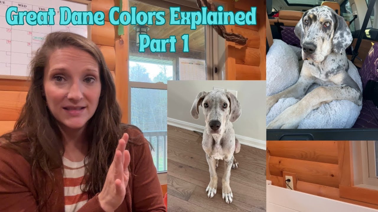 Great Dane Colors Explained Part 1