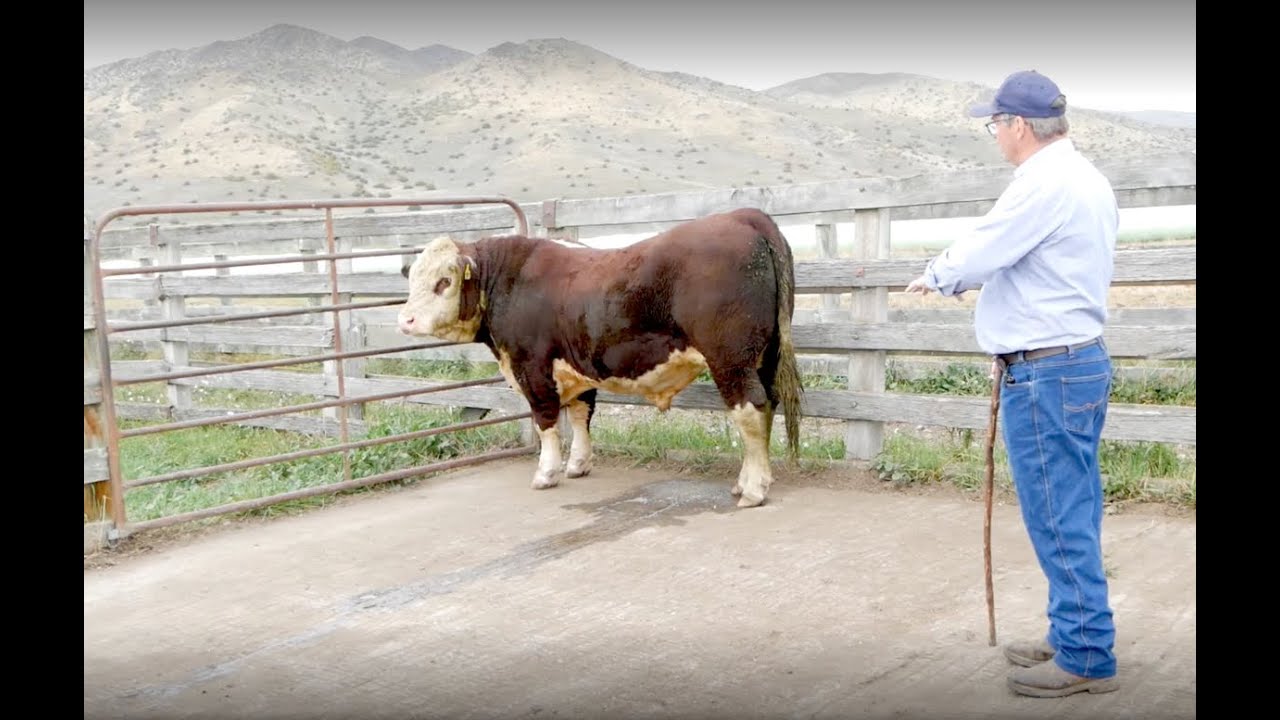 Beef Class Structural Assessment
