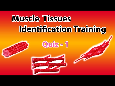 Muscle Tissue Identification Training Quiz - 1