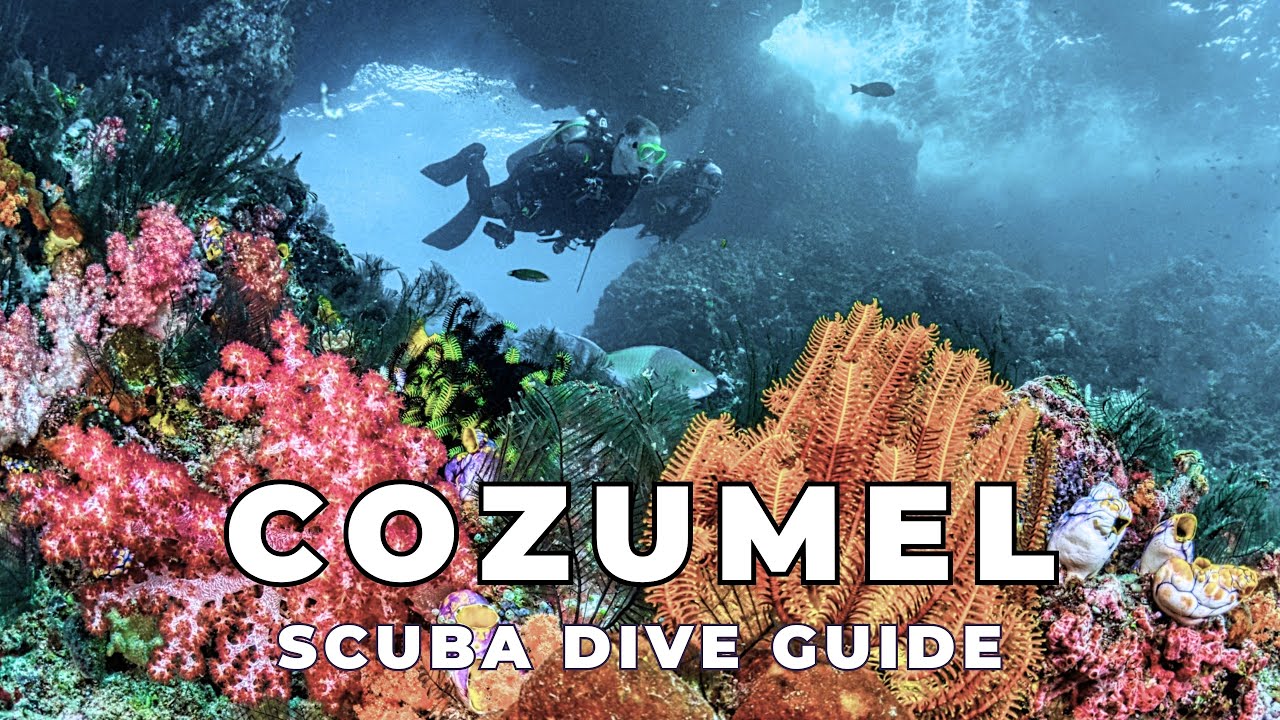 The Best Diving in Cozumel in 2026 - Diving Mexico's Drift Diving Capital