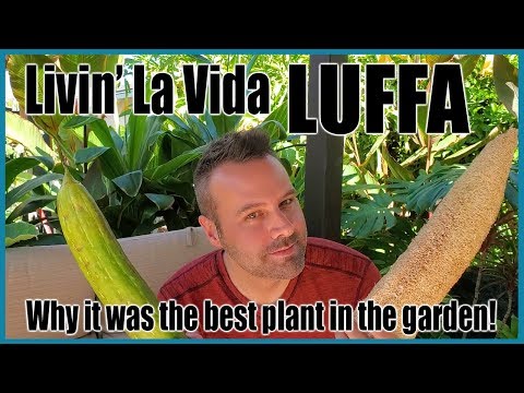 Growing Luffa (Loofah) sponges...What's So Great About It? EVERYTHING!!