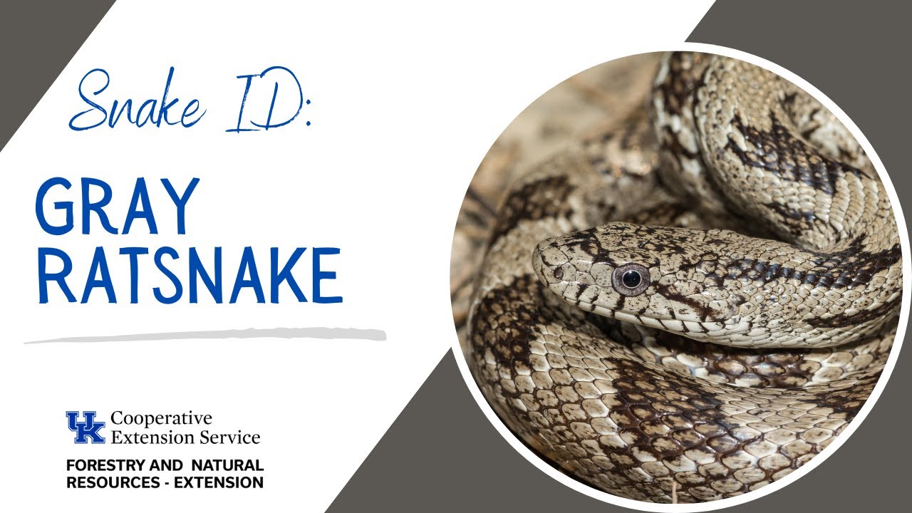 Snake ID: Gray Ratsnake