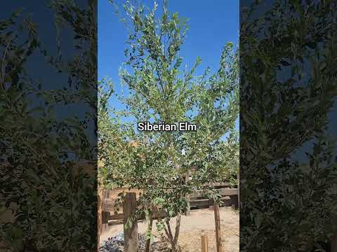 5 best trees to grow in the high desert