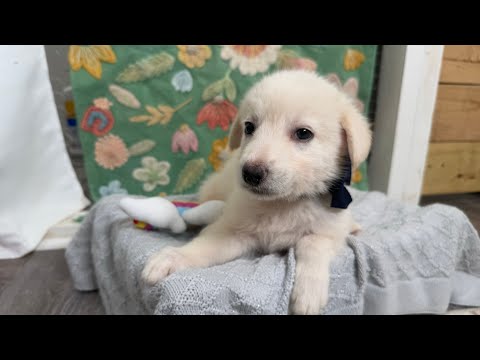Dog for adoption - Mason Jensen, a Labrador Retriever & Great Pyrenees ...