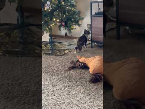 Clever Tin Foil Hack Helps Keep Cats Away From Christmas Trees