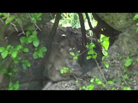 Monkey Jungle