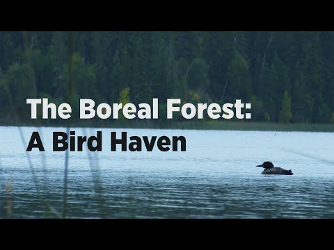 The Boreal Forest: A Bird Haven