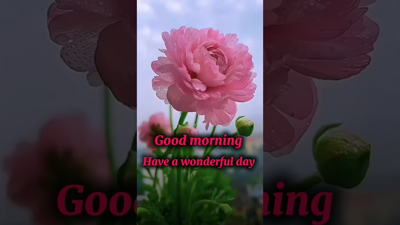 Good morning #shorts #goodmorning #happysunday #happymorning #goodmorningwish #morning #beststatus