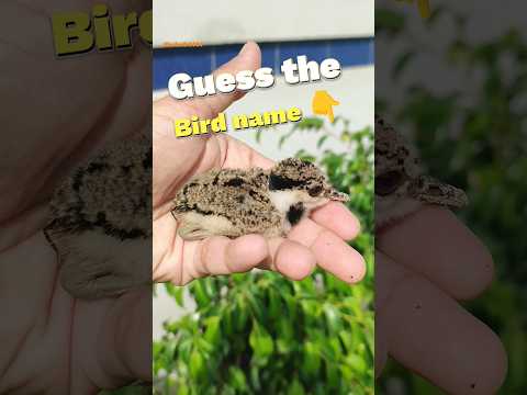 Guess the bird name? #bird #feather #pets #shorts