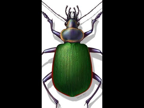 Developing an Illustration - Art Stages - Beetle #shorts