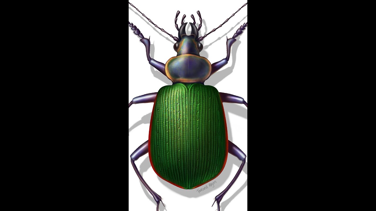 Developing an Illustration - Art Stages - Beetle #shorts