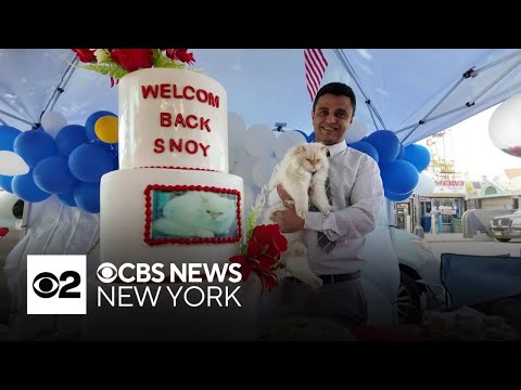 Celebration held as missing Brooklyn bodega cat returns home