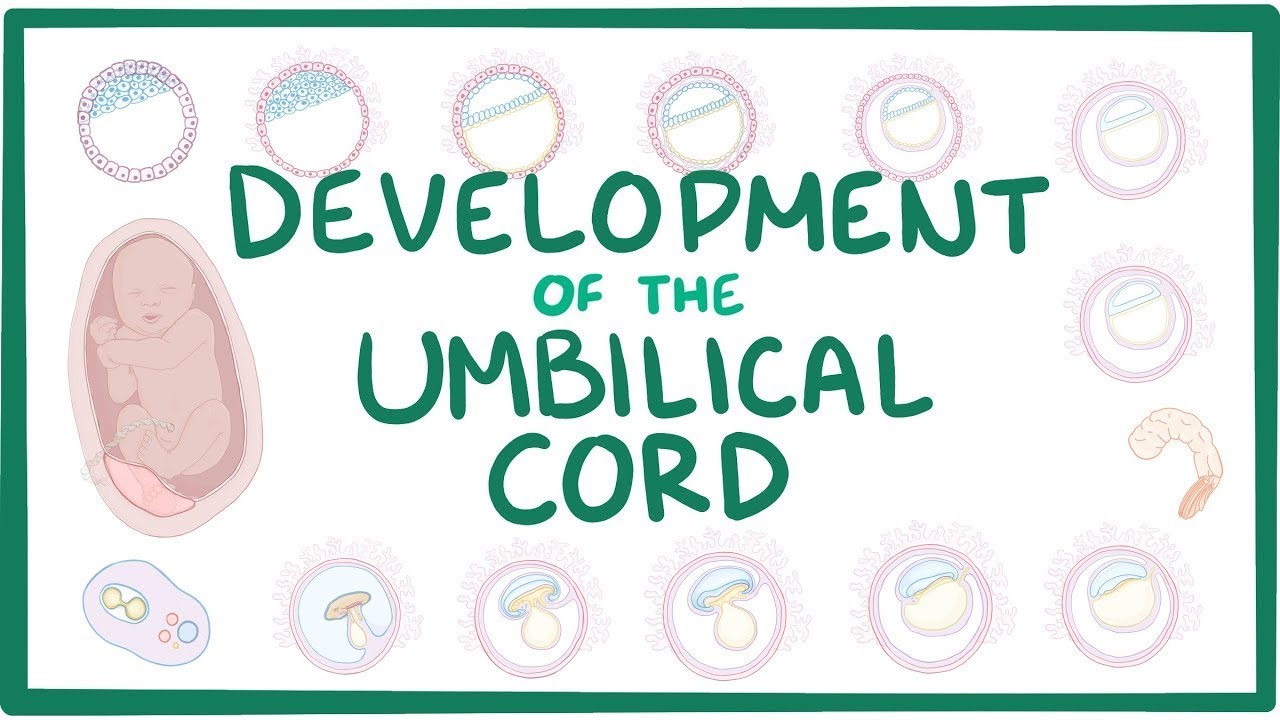 Development of the umbilical cord