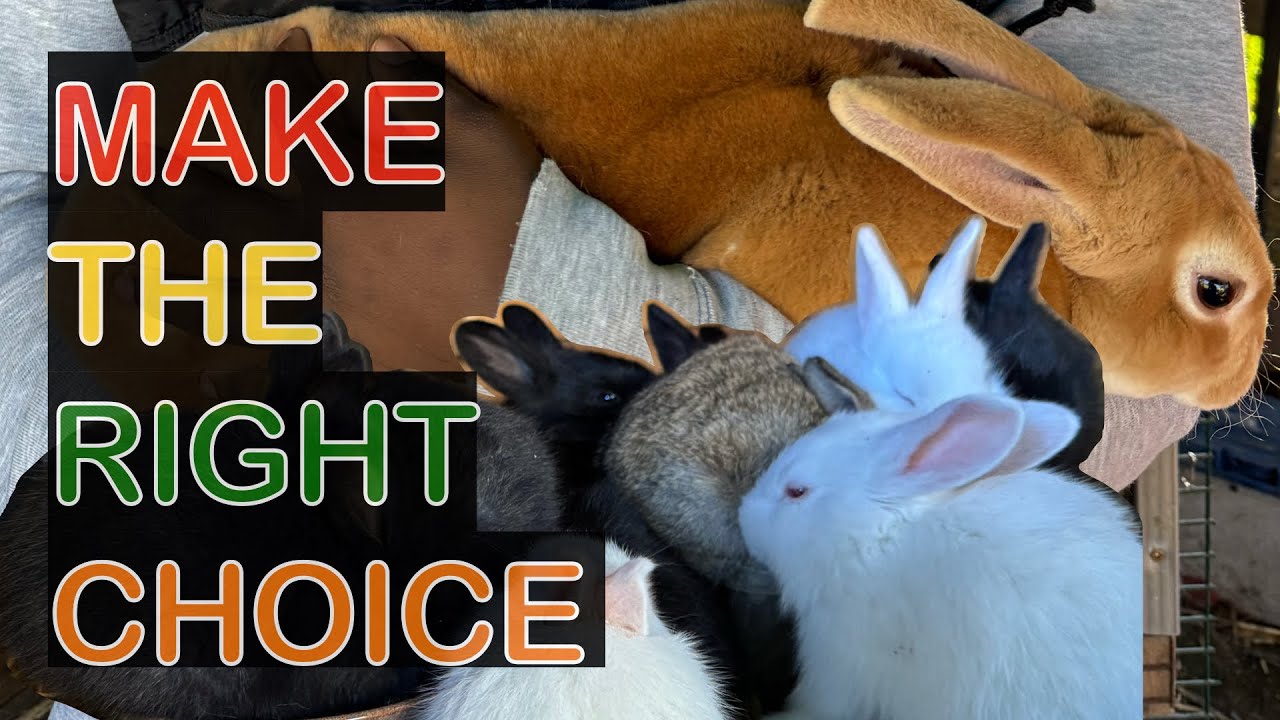 Selecting Quality Breeding Stock for Your Rabbitry