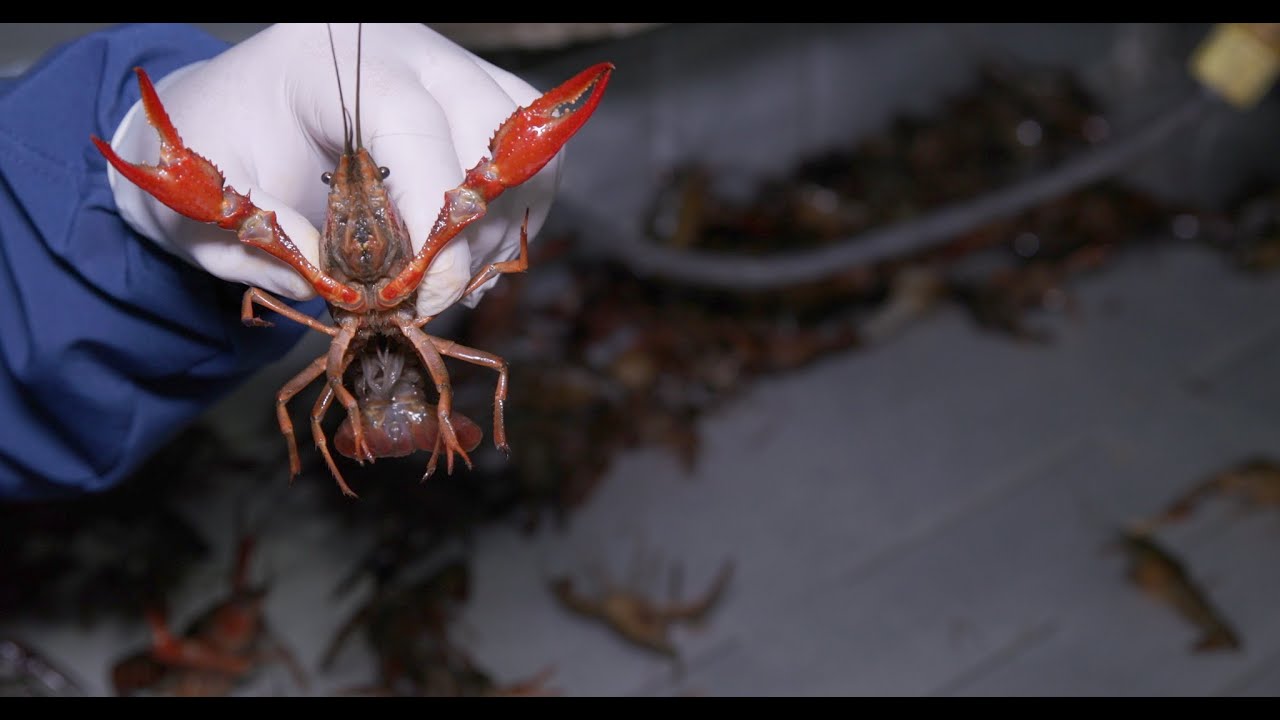 Crawfish Tales - Crawfish Town USA