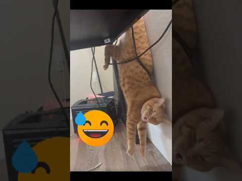 #7 BEST CATS! Funniest videos 2025