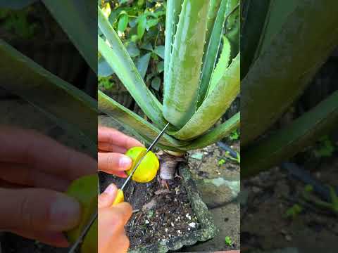 This is how I take care of my aloe vera plant every day #shorts #aloevera