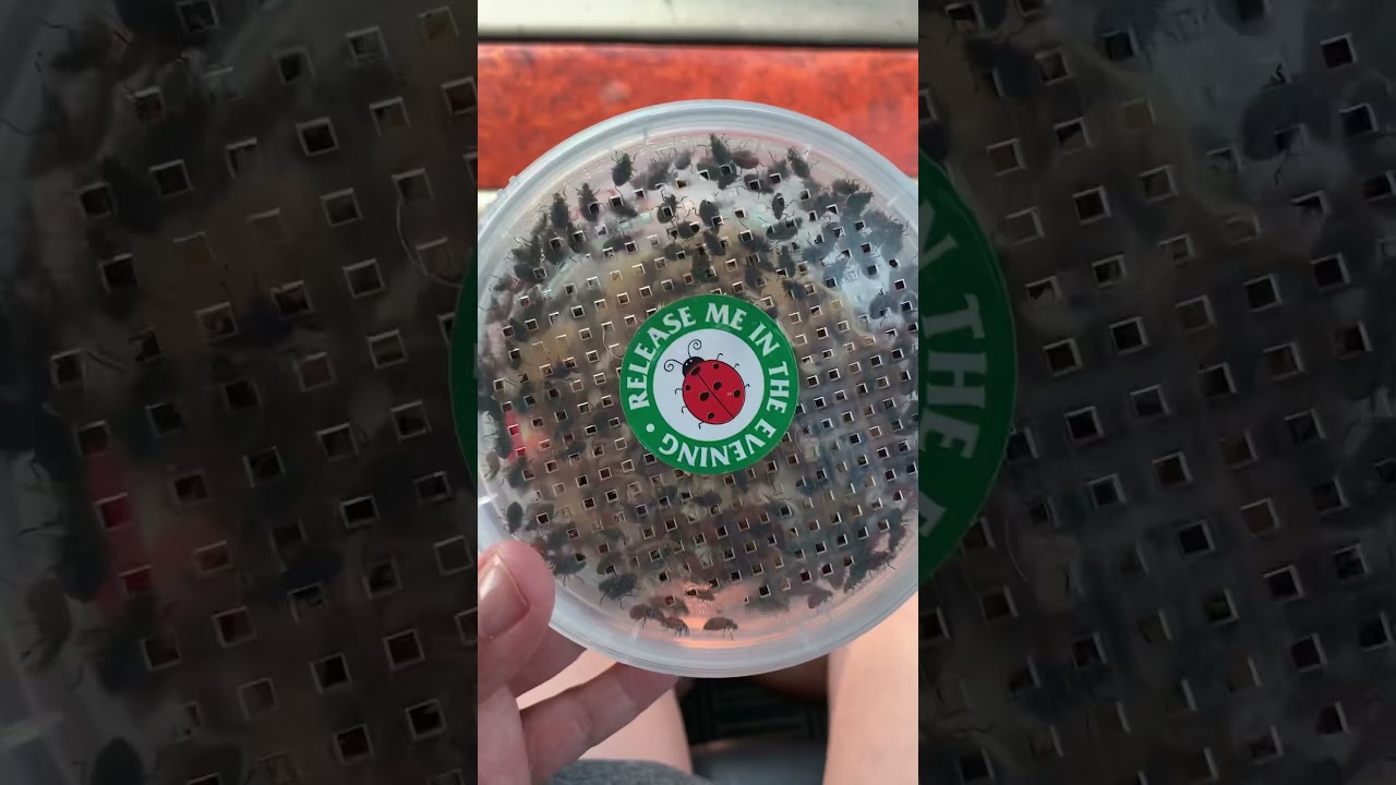 Lady Bugs from Lowes