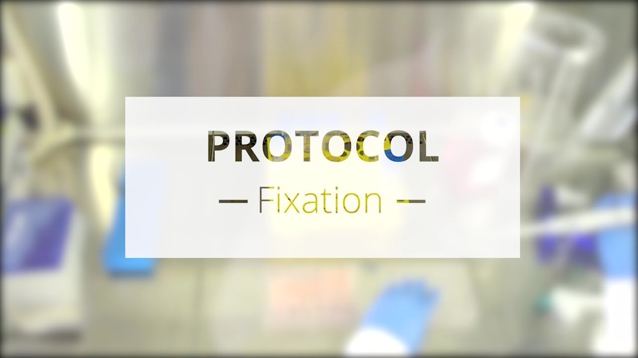 Protocol - Fixation
