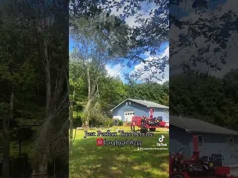 Just Perfect Tree Service doing what we so best! #coldplay #trees #fyp #certifiedarborist #arborcare