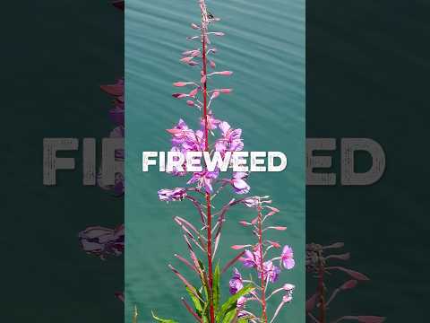 Foraring FIREWEED in Anchorage ALASKA #foraging #indigenousknowledge #alaskannative