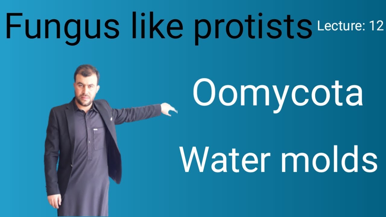 Oomycota ( water molds) | Fungus like protists | kingdom protista | sabar khan lectures