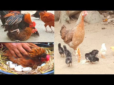 Egg to chicken circle life - Hen Hatching Egg - Animal Life Bd