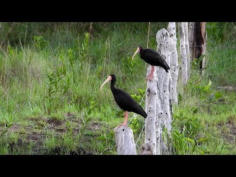 BARE-FACED IBIS, (PHIMOSUS INFUSCATUS), TAPICURU, Swamp birds,