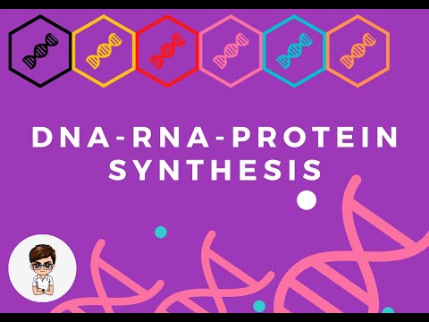DNA RNA Protein | Grade 10 Science | 3rd Quarter
