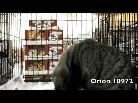 Meet Orion 10972 a Domestic Shorthair currently available for adoption at Petango.com! 11/25/2010 9: