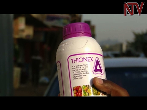 Harmful, banned pesticides still being sold on Ugandan market