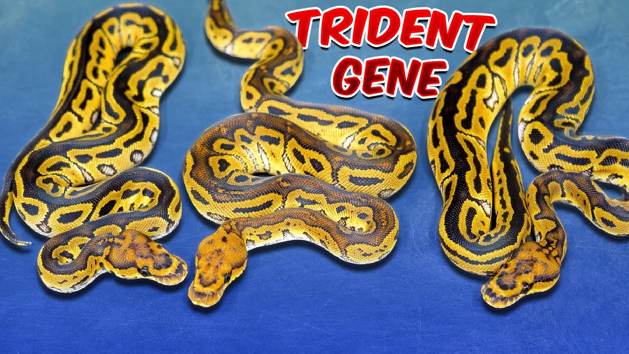 The NEW Trident Clown Combos!