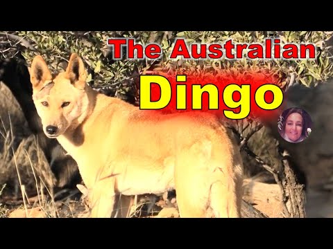 The Dingo: The Real Australian Outback Hunter