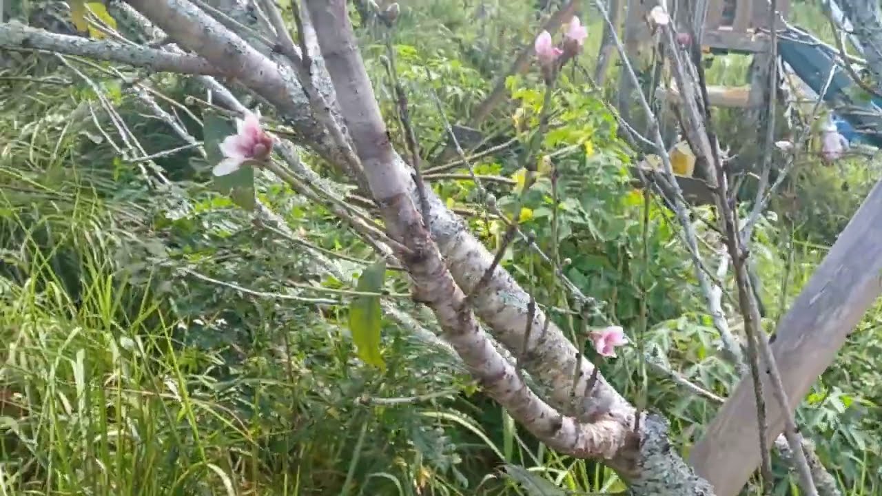 why does your peach tree bloom in the fall
