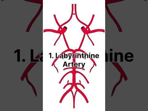Basilar Artery: Rapid revision #anatomyshorts