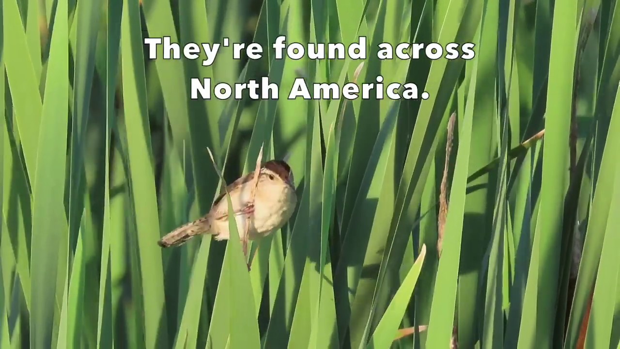 Marsh Wrens Nesting!