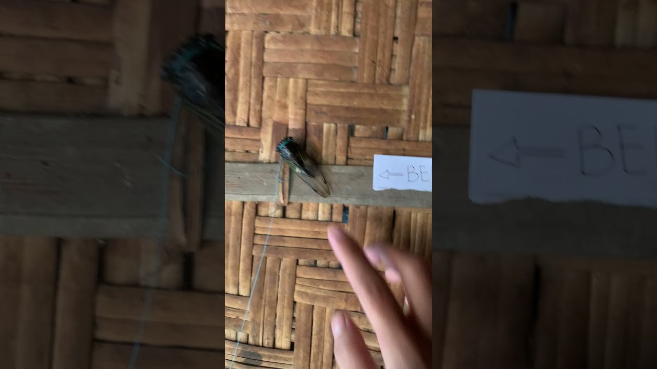 Guy Uses a Cicada as a Bell