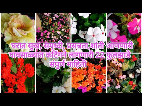 सोप्या कटिंगने लागणारी 22 फुलझाडे |22 easy to grow flowering plants collection @amolbabhulkar6666