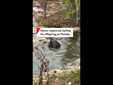 Gator captured eating its offspring in Florida