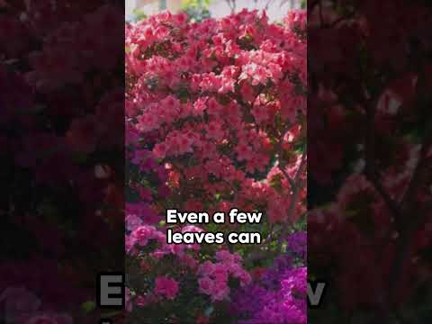 Canine Alert: Poisonous Plants for Dogs #plants #plant #plantscience