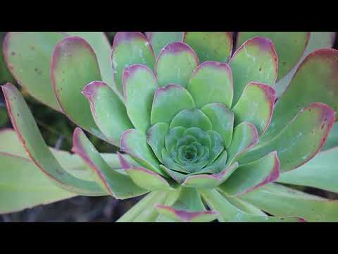 AEONIUM II - PEDRO AGENO