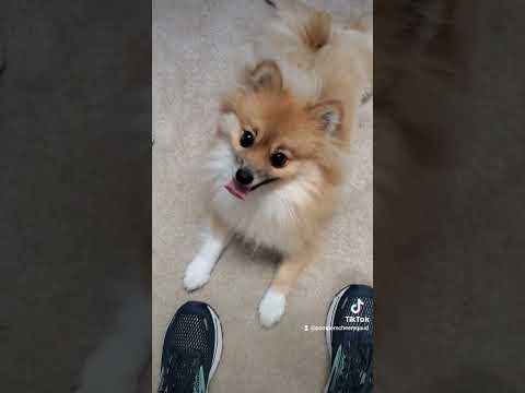 Booty sniffing & shaking w the furbabies