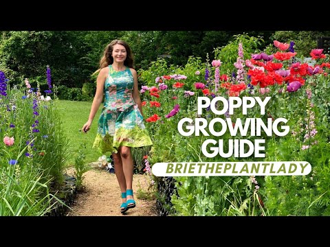 The Definitive Guide to Growing Poppies