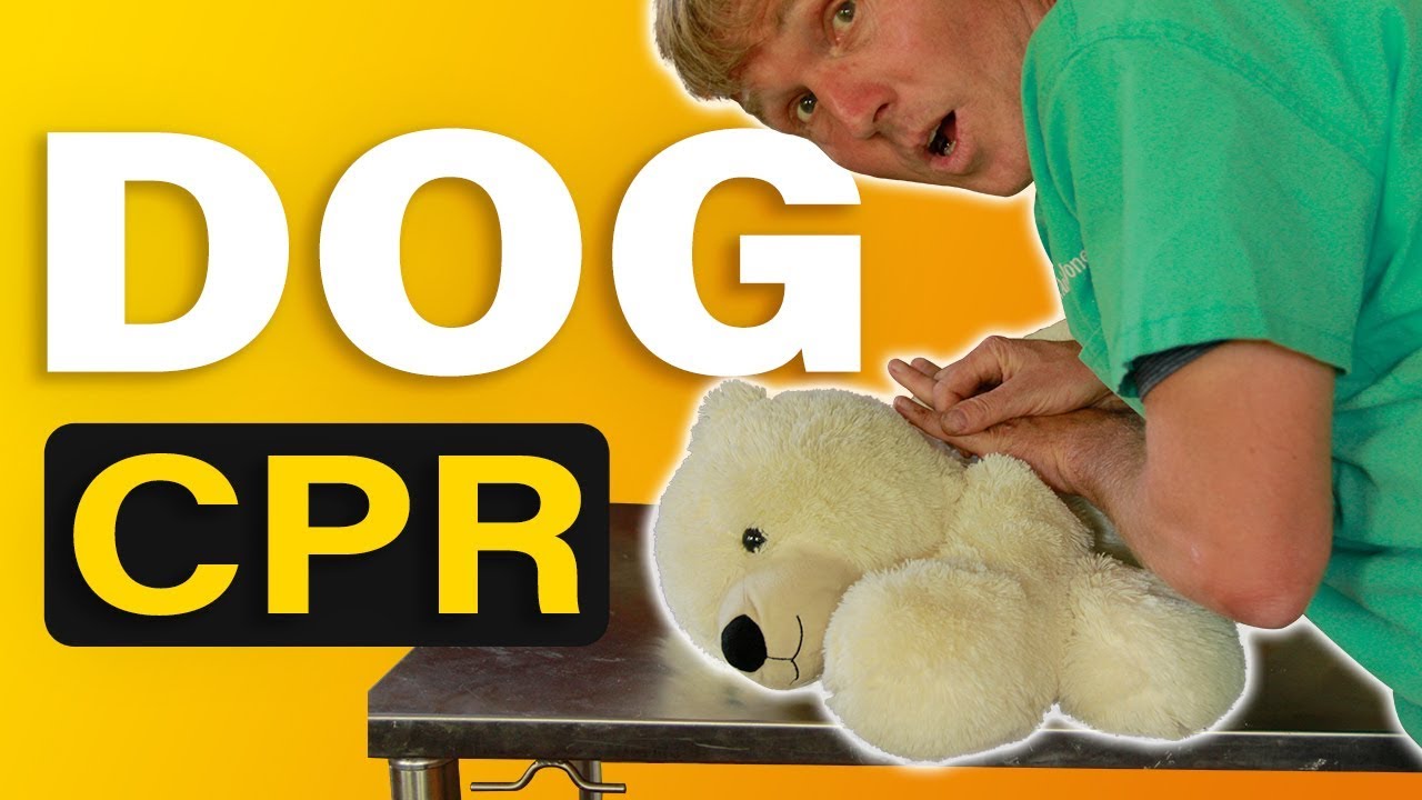 New CPR Guidelines for Dogs