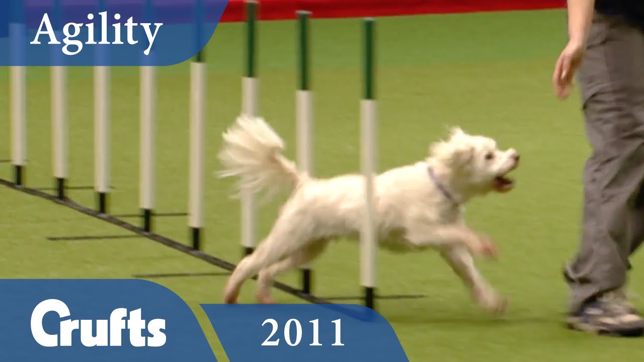 Agility - Crufts Team - Medium Semi Finals | Crufts 2011