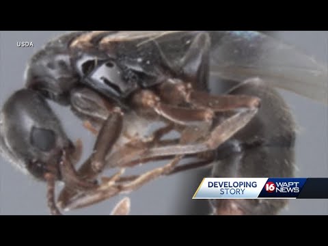 Asian needle ants spotted in Mississippi